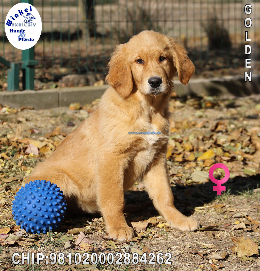 Golden Retriever Chip: 981020002884262 Welpen kaufen bei Winkel exclusiv