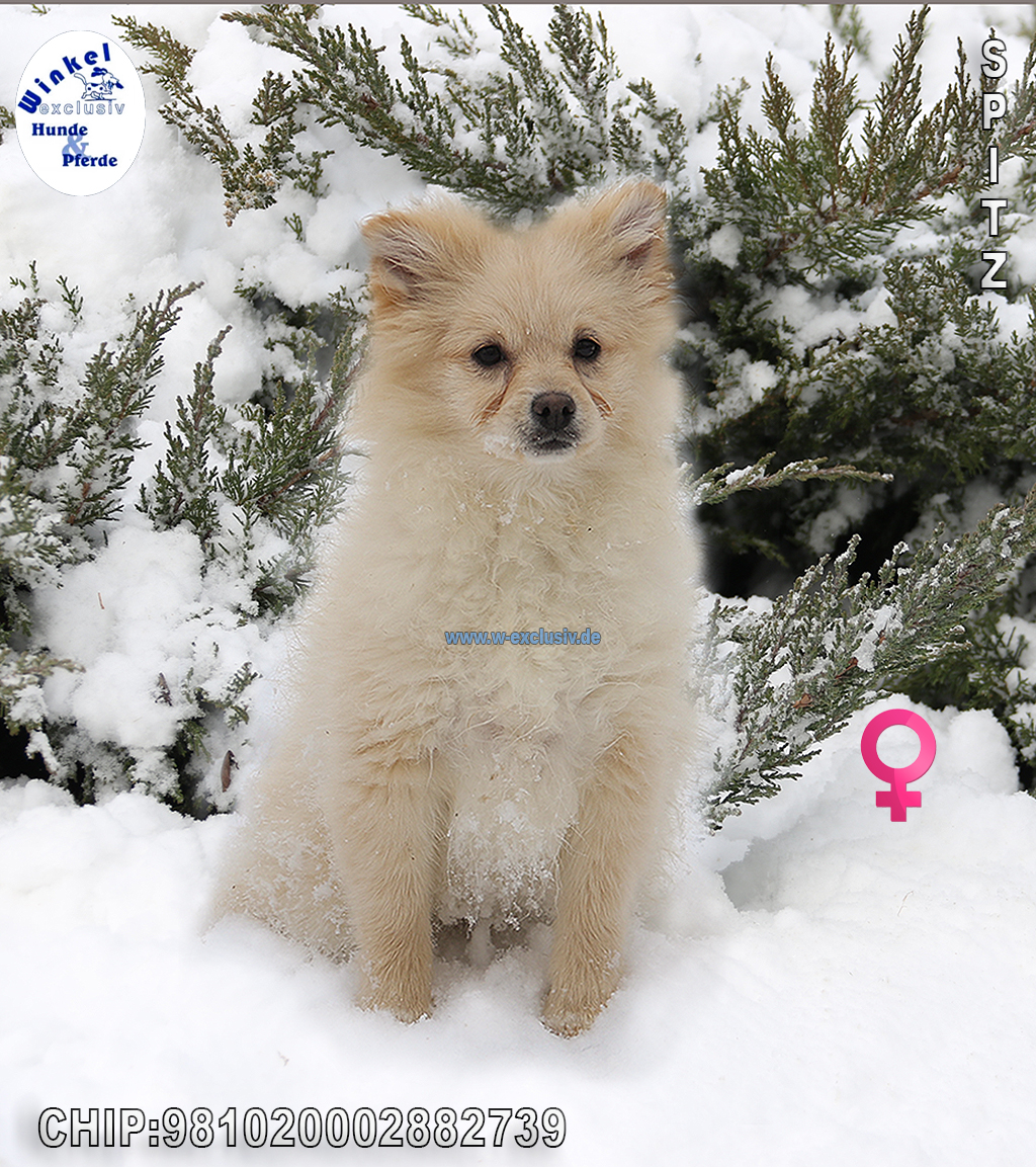Spitz Chip: 98102000286281282739 Welpen kaufen bei Winkel exclusiv