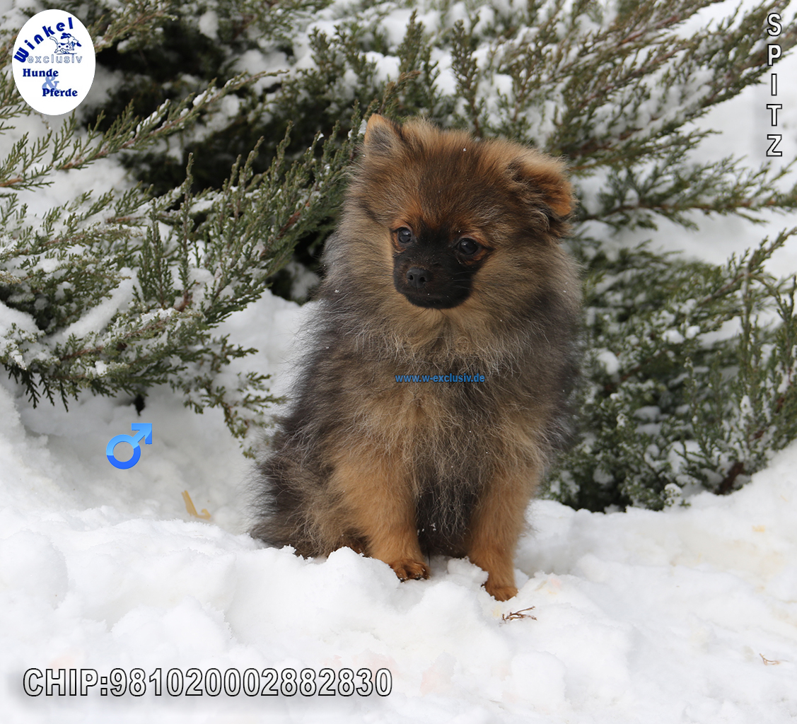 Spitz Chip: 981020002882830 Welpen kaufen bei Winkel exclusiv